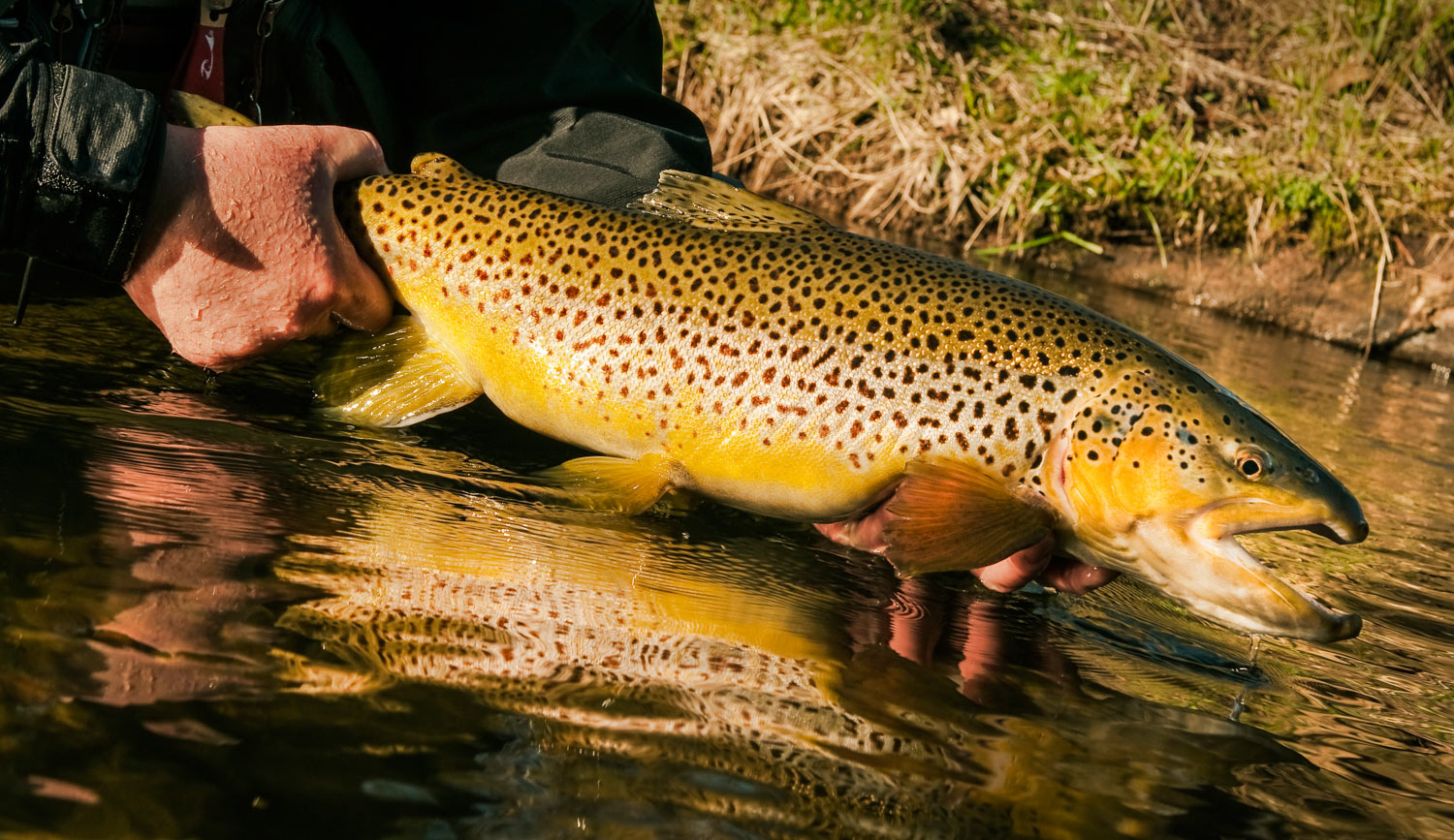 The Different Types of Trout and How to Identify Them - 247 Trout