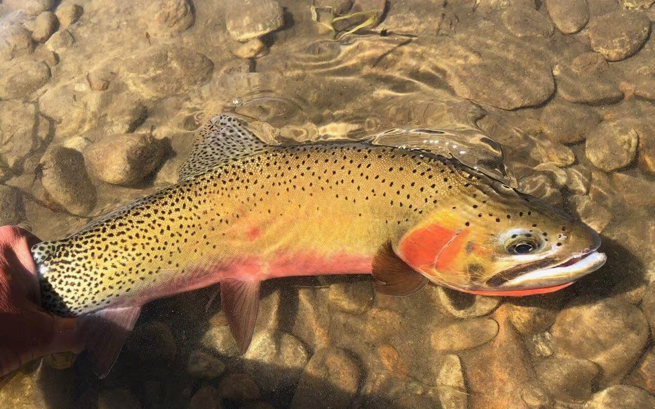 The Different Types of Trout and How to Identify Them - 247 Trout