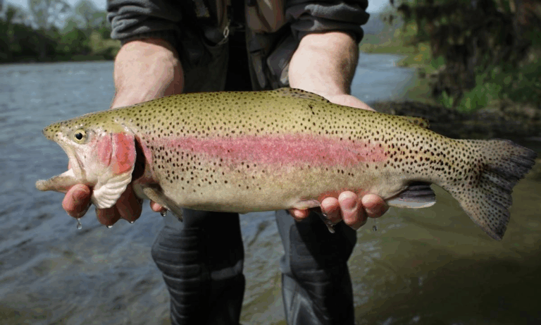 The Different Types of Trout and How to Identify Them - 247 Trout