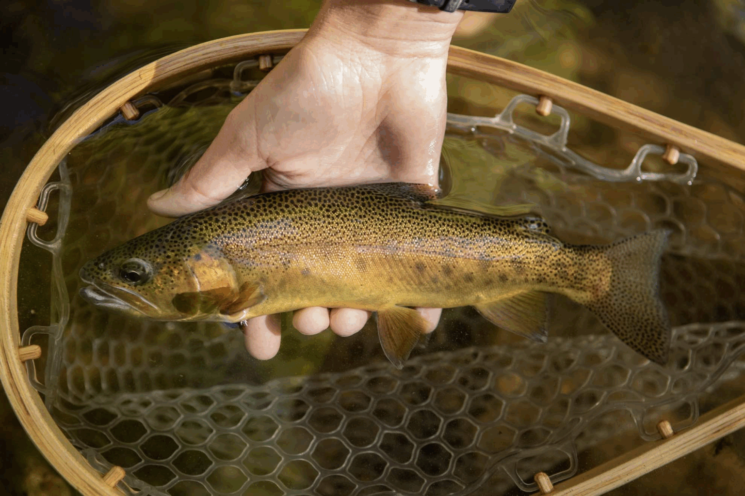 The Different Types of Trout and How to Identify Them - 247 Trout