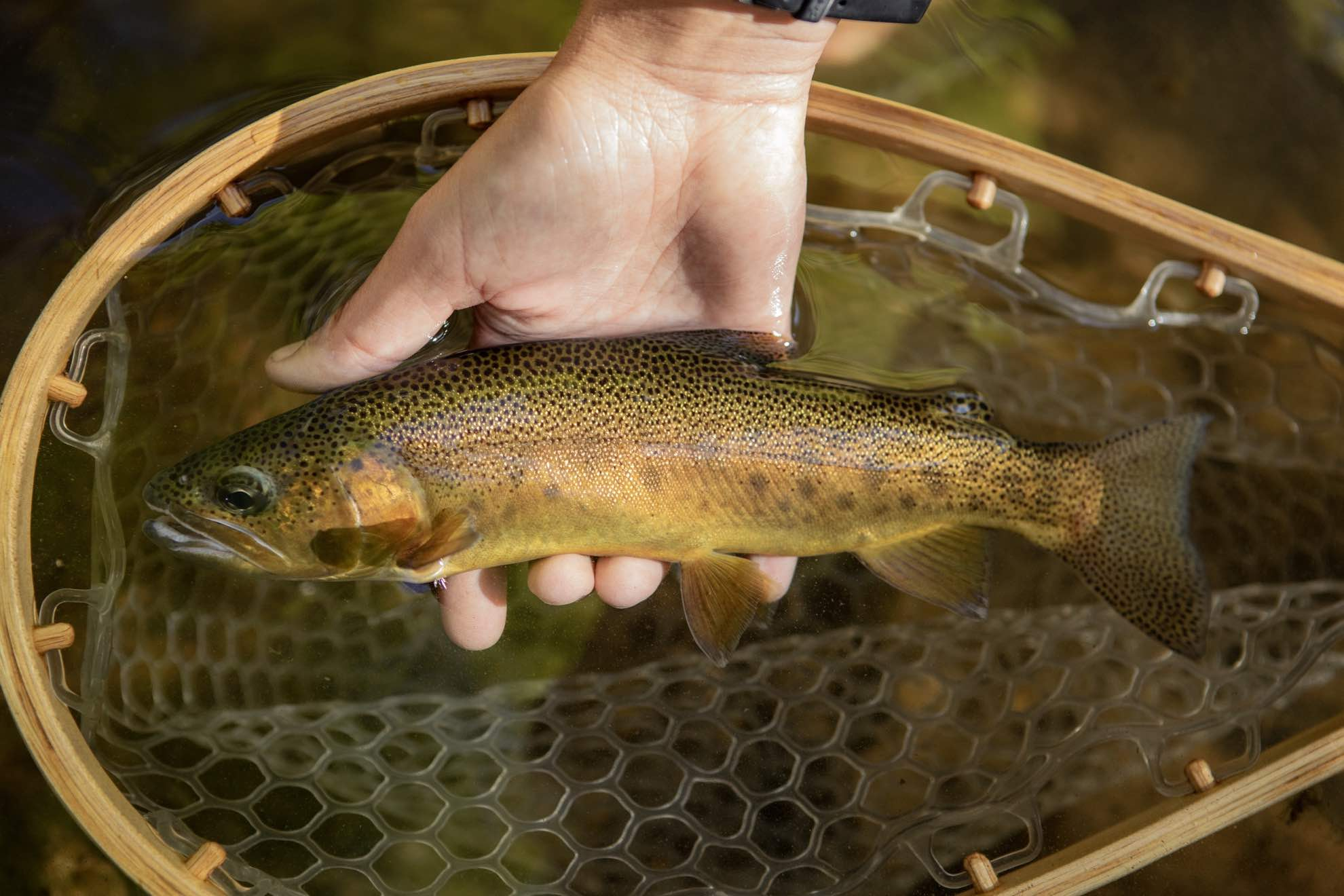 The Different Types of Trout and How to Identify Them - 247 Trout
