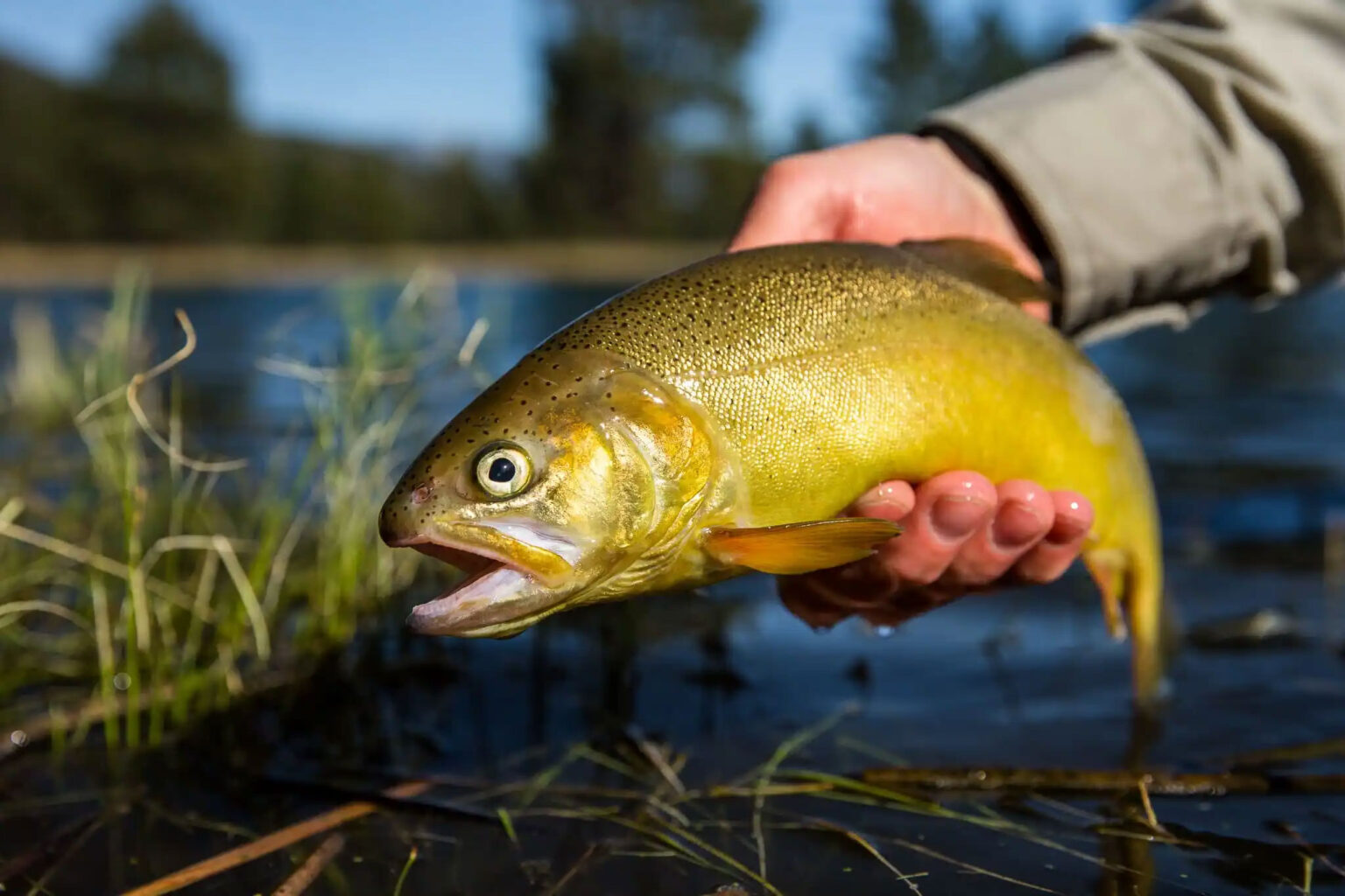The Different Types of Trout and How to Identify Them - 247 Trout